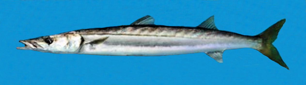 Pacific Barracuda | Mexican Fish.com