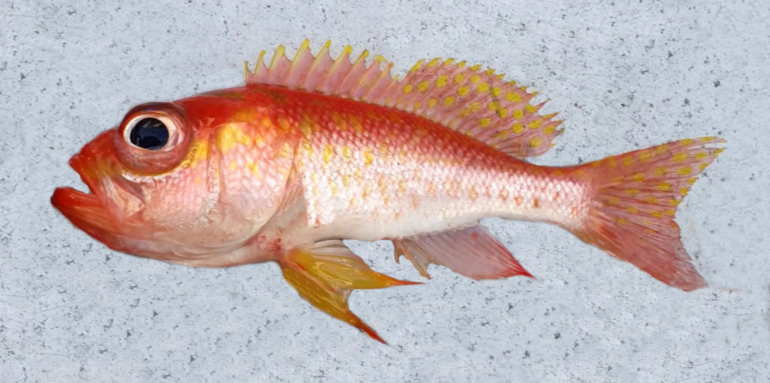 Bigeye Bass | Mexican Fish.com