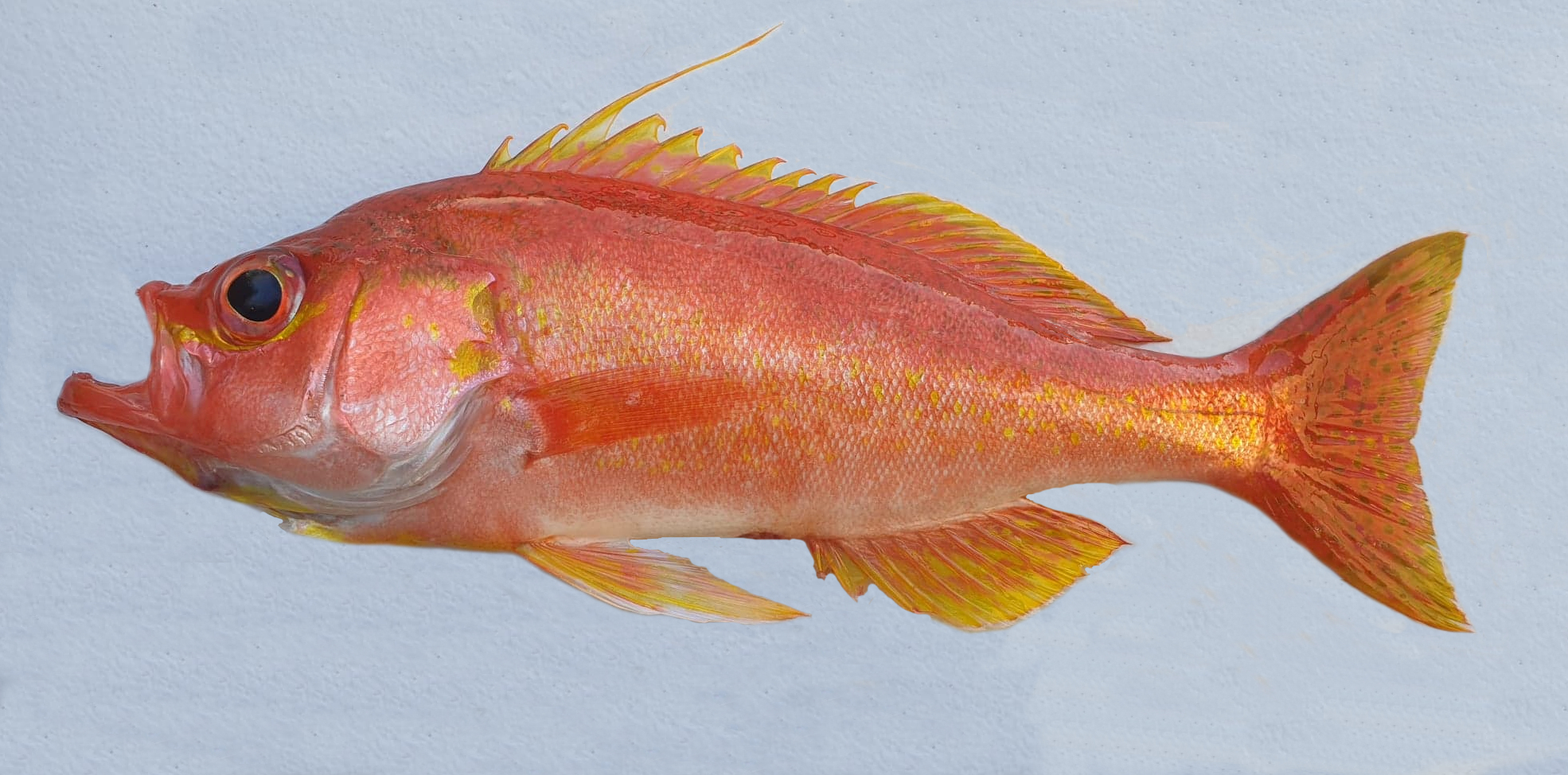 Hookthroat Bass | Mexican Fish.com