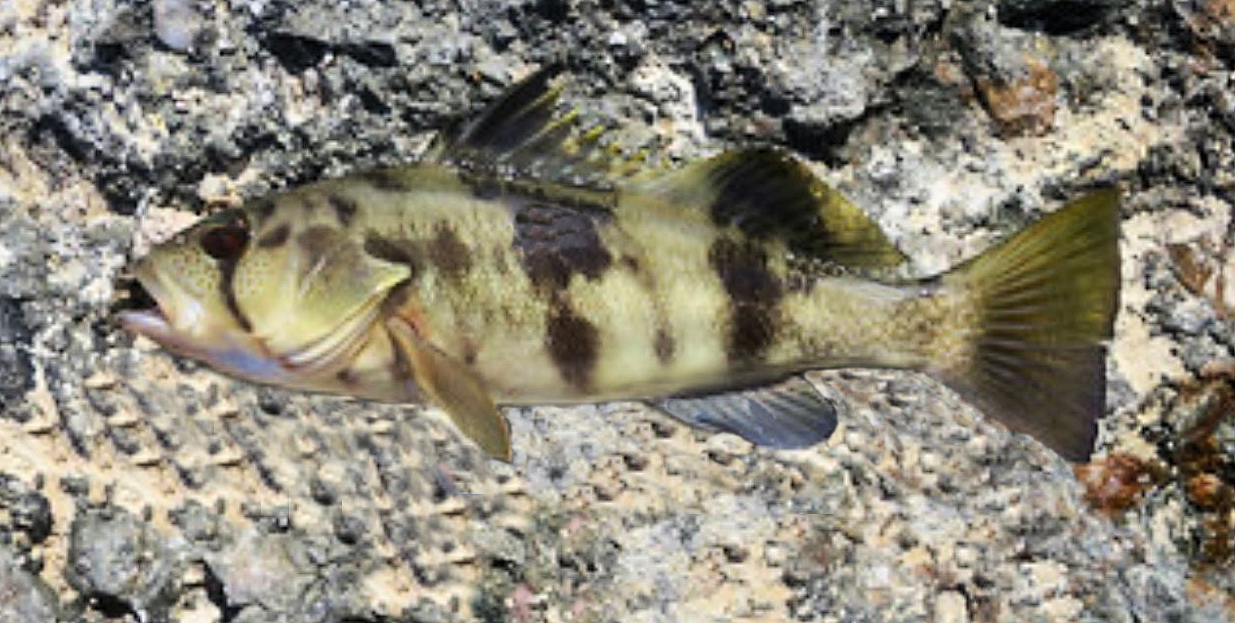 Barred Sand Bass | Mexican Fish.com