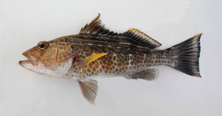 Goldspotted Sand Bass | Mexican Fish.com