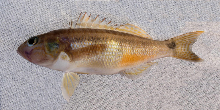 Bass (Sea) Family Photographs, and Information – Serranidae | Mexican ...