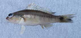 Bass (Sea) Family Photographs, and Information – Serranidae | Mexican ...