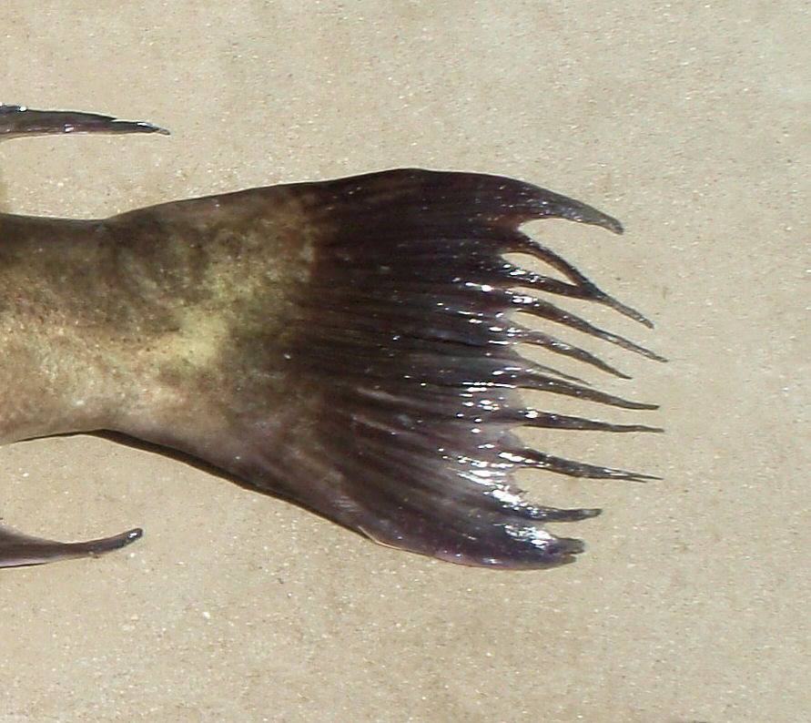Broomtail Grouper | Mexican Fish.com