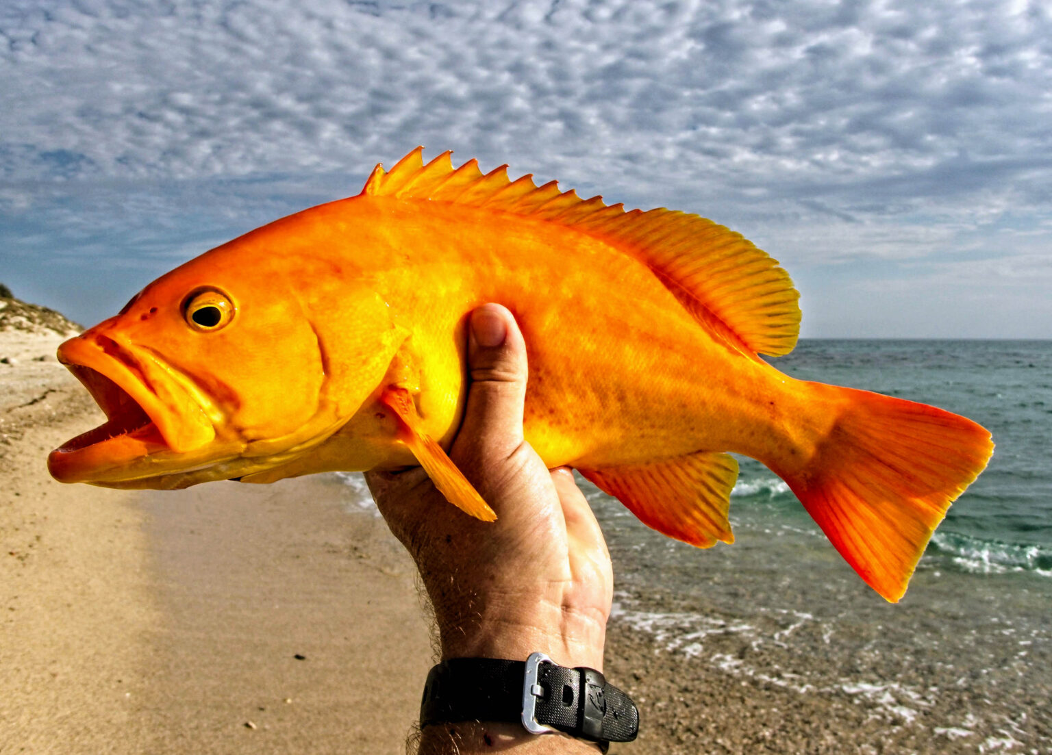 Leopard Grouper | Mexican Fish.com