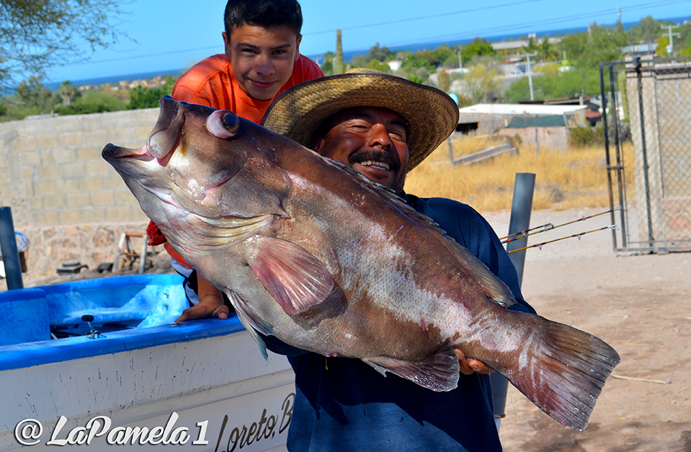 Star-studded Grouper | Mexican Fish.com