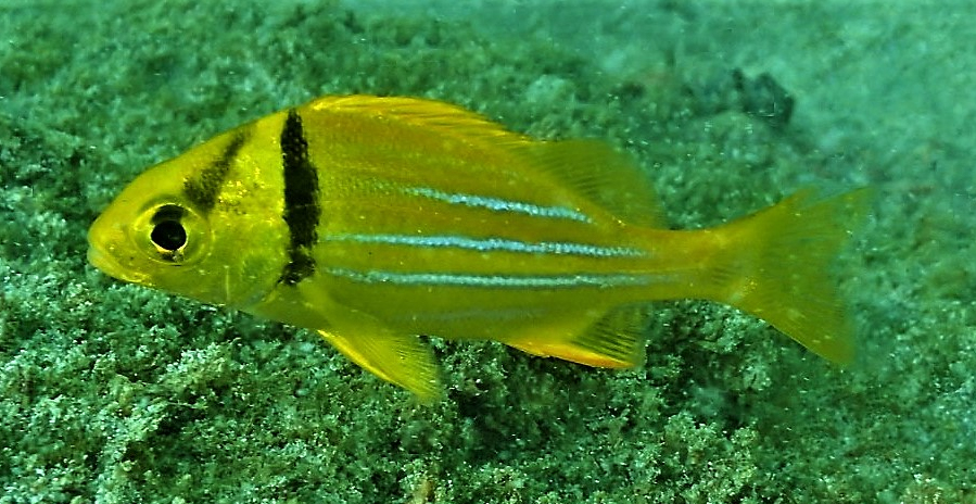 Panamic Porkfish | Mexican Fish.com