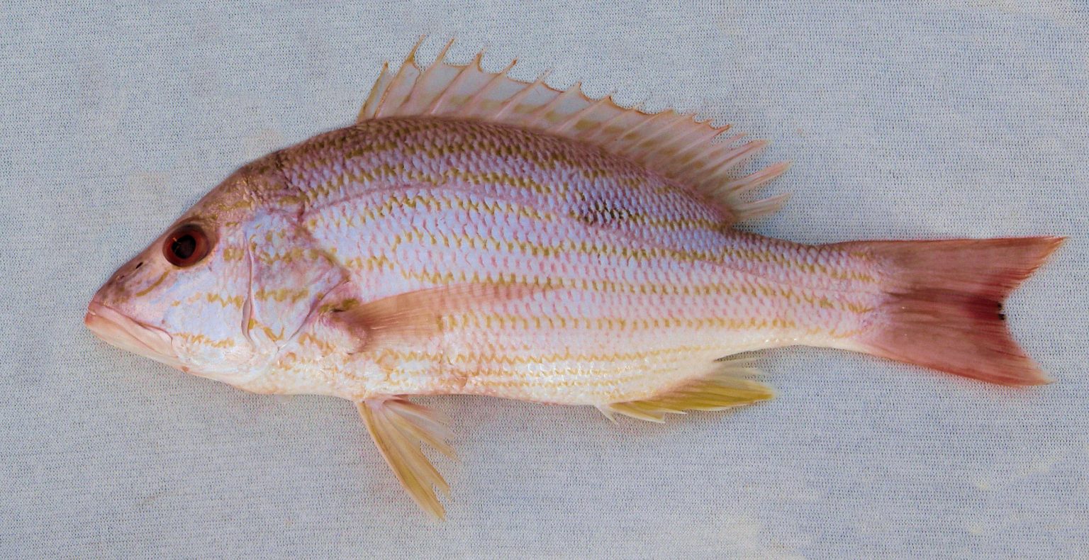 Lane Snapper | Mexican Fish.com