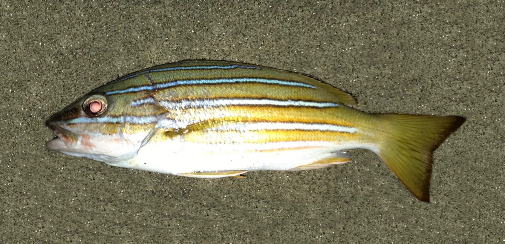 Blue-and-Gold Snapper | Mexican Fish.com