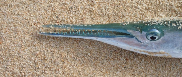 Giant Mexican Needlefish | Mexican Fish.com