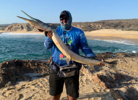 Giant Mexican Needlefish | Mexican Fish.com