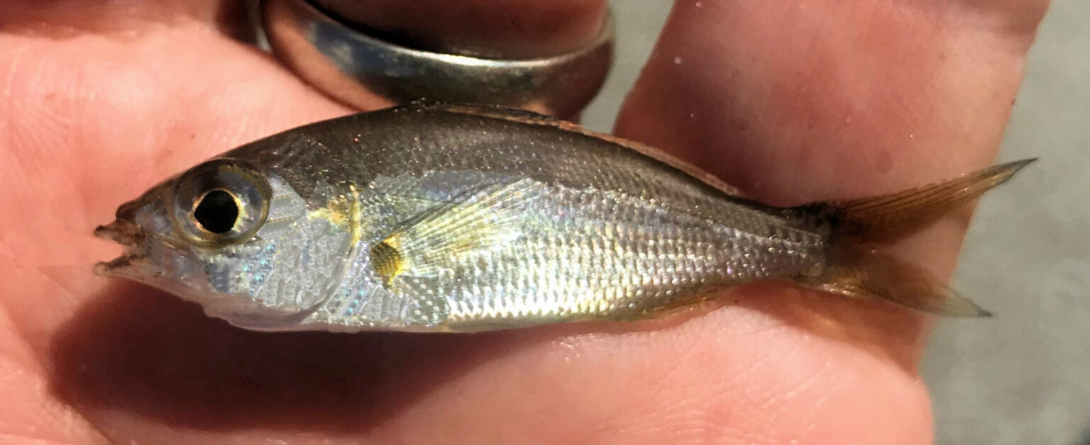 Tidewater Mojarra | Mexican Fish.com