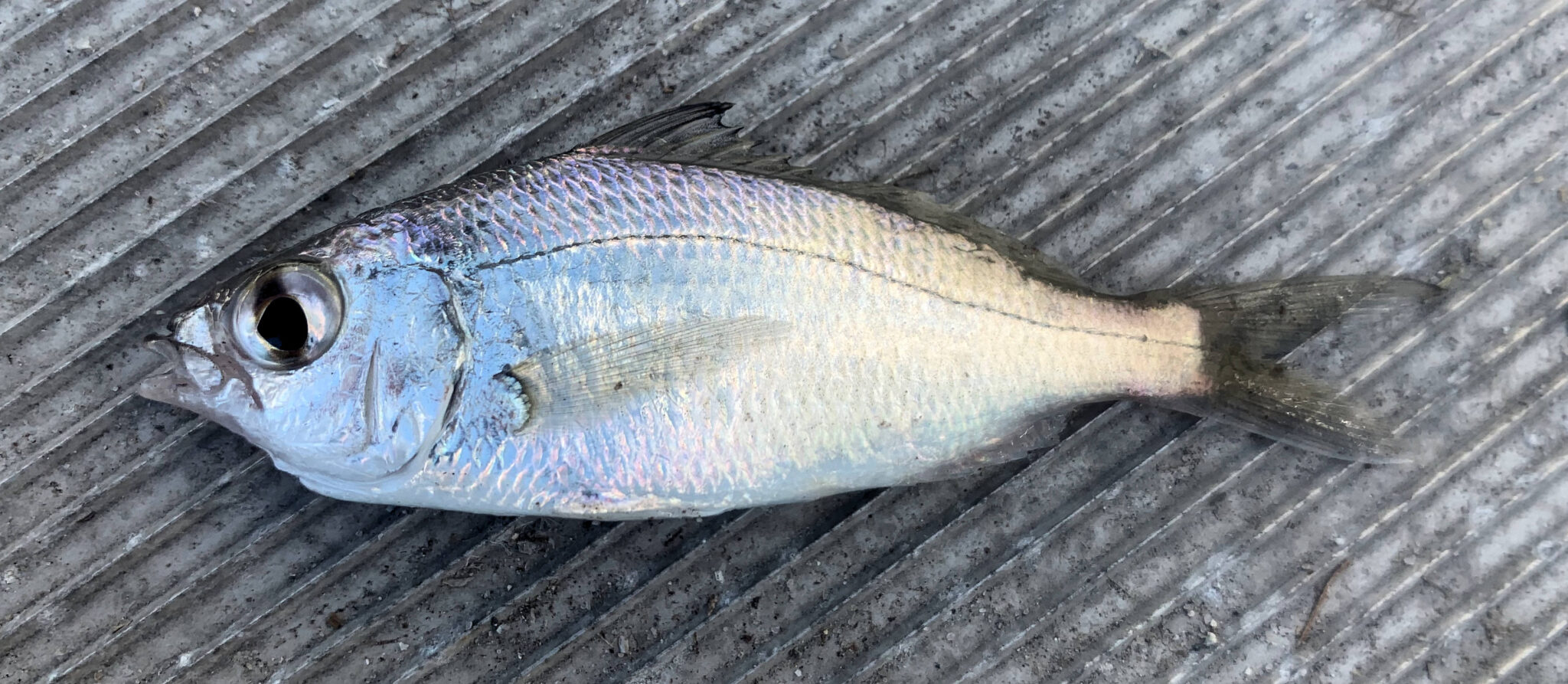 Tidewater Mojarra | Mexican Fish.com
