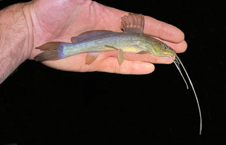 South American Catfish | Mexican Fish.com
