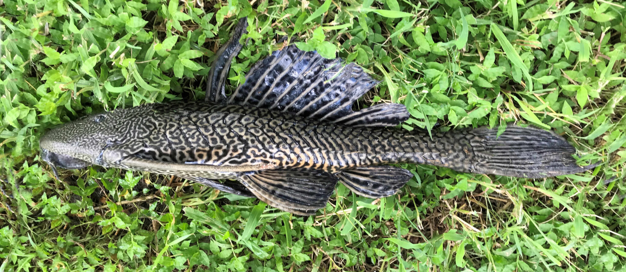 Vermiculated Sailfin Catfish | Mexican Fish.com