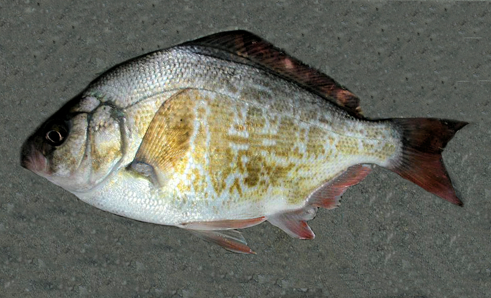 Redtail Surfperch | Mexican Fish.com