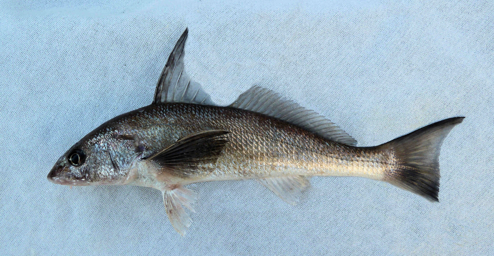 Highfin Kingfish | Mexican Fish.com