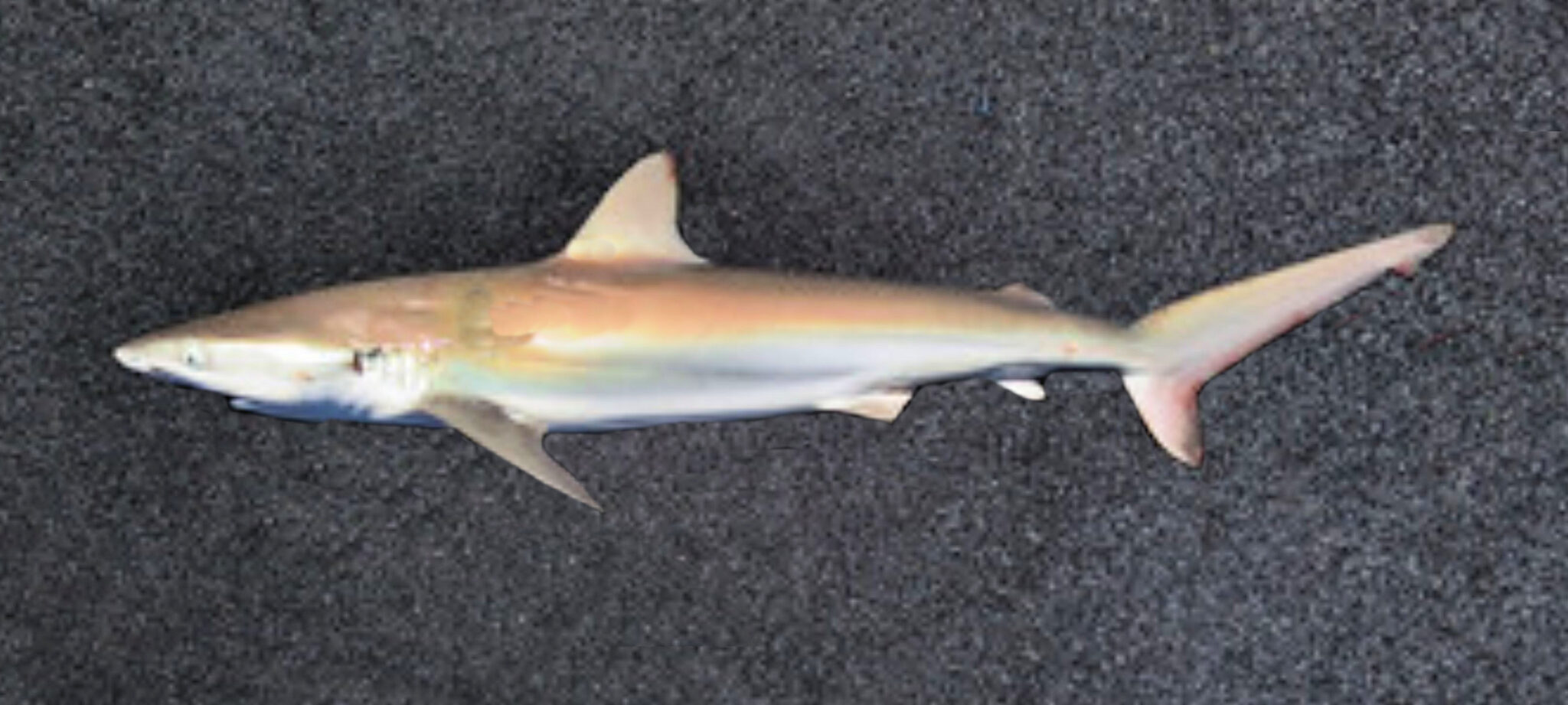 Requiem Shark Family Photographs, and Information – Carcharhinidae ...