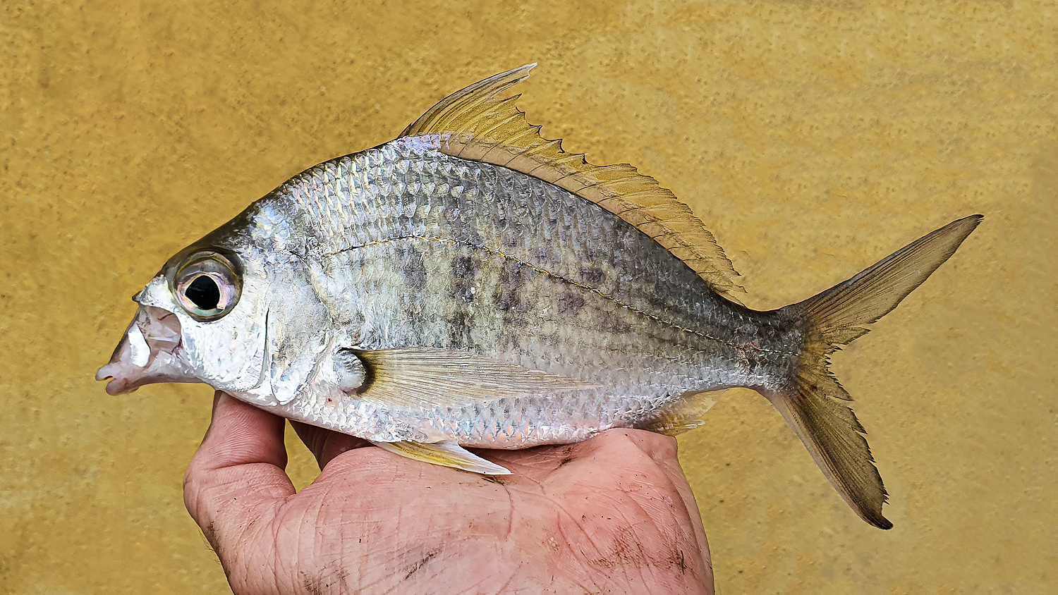 Pacific Yellowfin Mojarra | Mexican Fish.com
