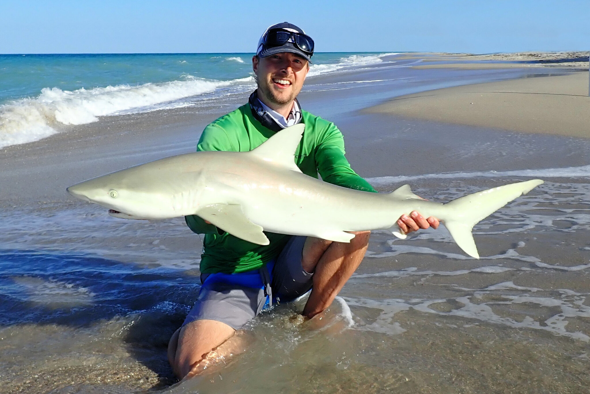 Requiem Shark Family Photographs, and Information – Carcharhinidae ...