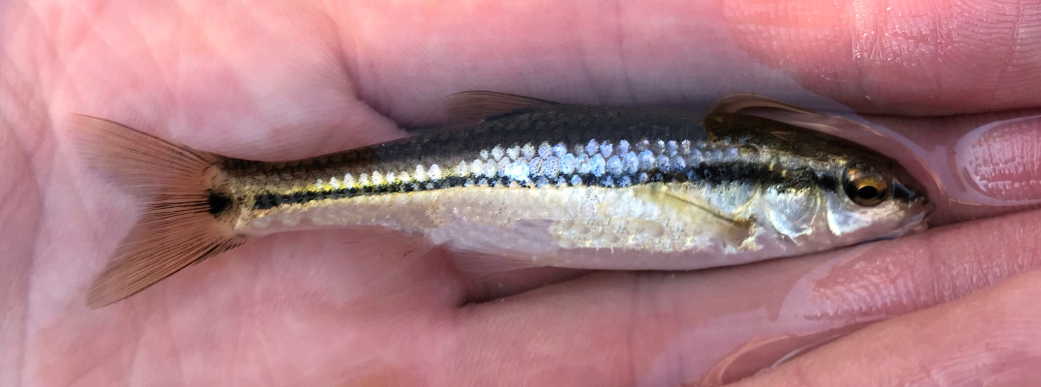 Roundnose Minnow | Mexican Fish.com