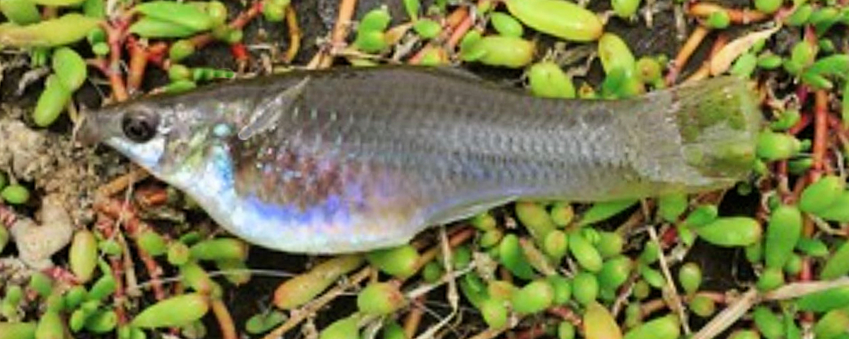 Shortfin Molly | Mexican Fish.com