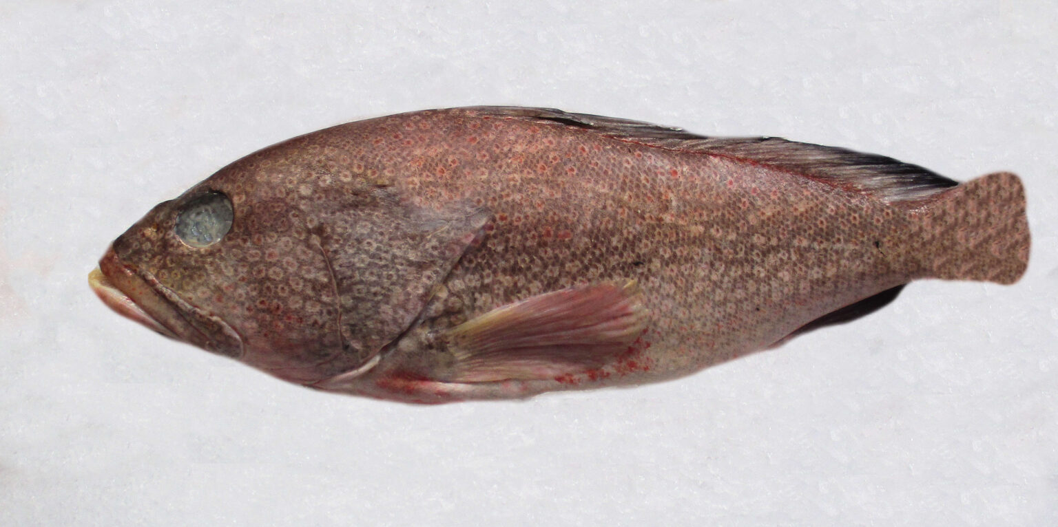 Grouper Family Photographs, and Information – Epinephelidae | Mexican ...