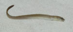 Conger Eel Family Photographs, and Information – Congridae | Mexican ...