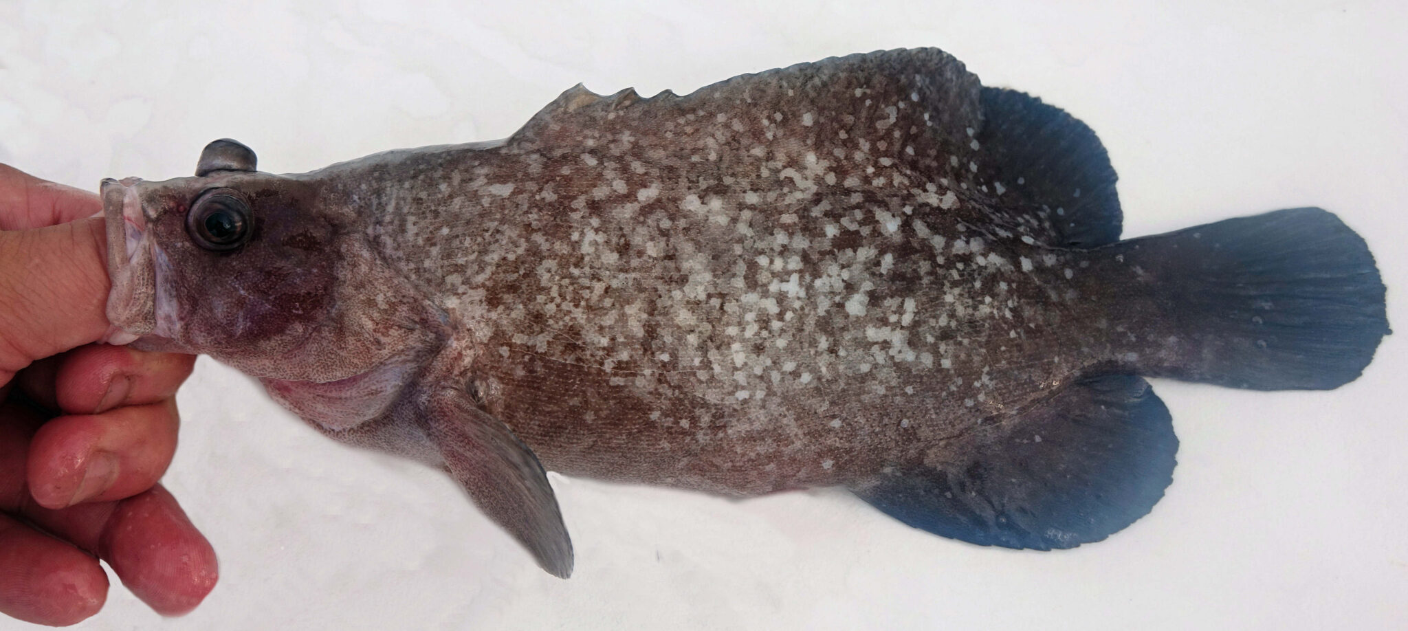 Greater Soapfish | Mexican Fish.com