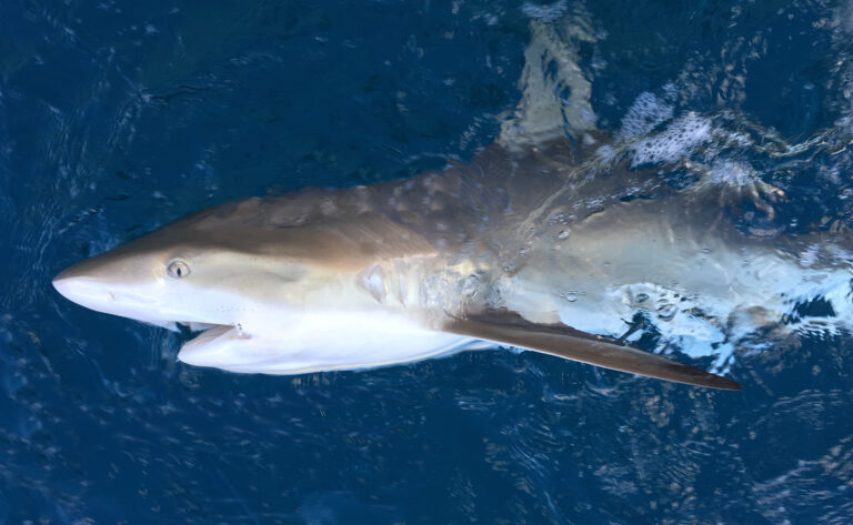 Requiem Shark Family Photographs, and Information – Carcharhinidae ...