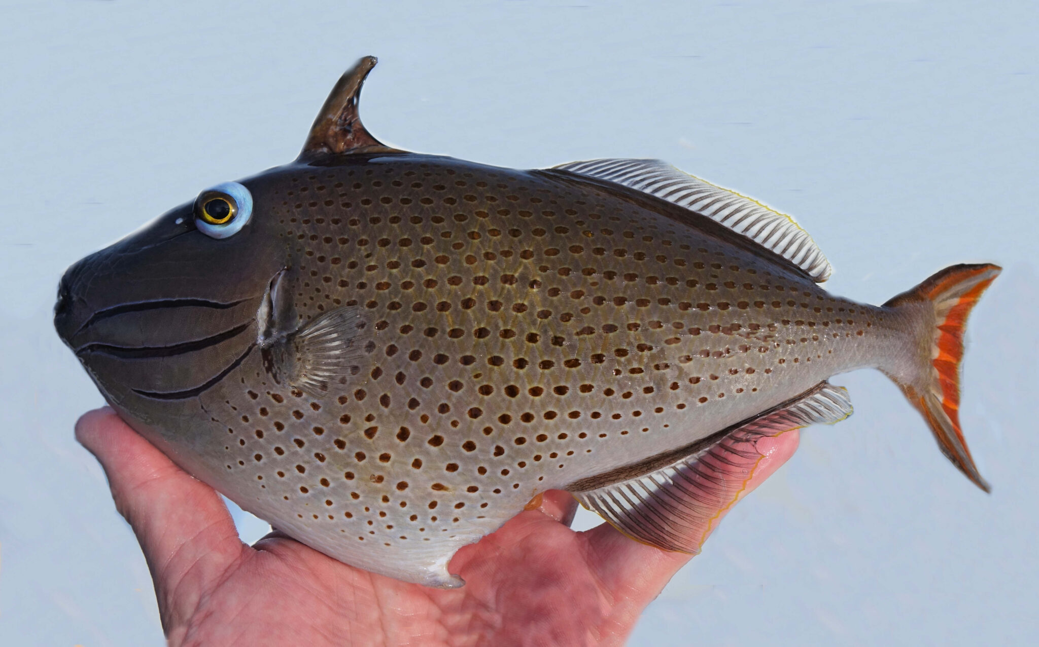 Sargassum Triggerfish | Mexican Fish.com