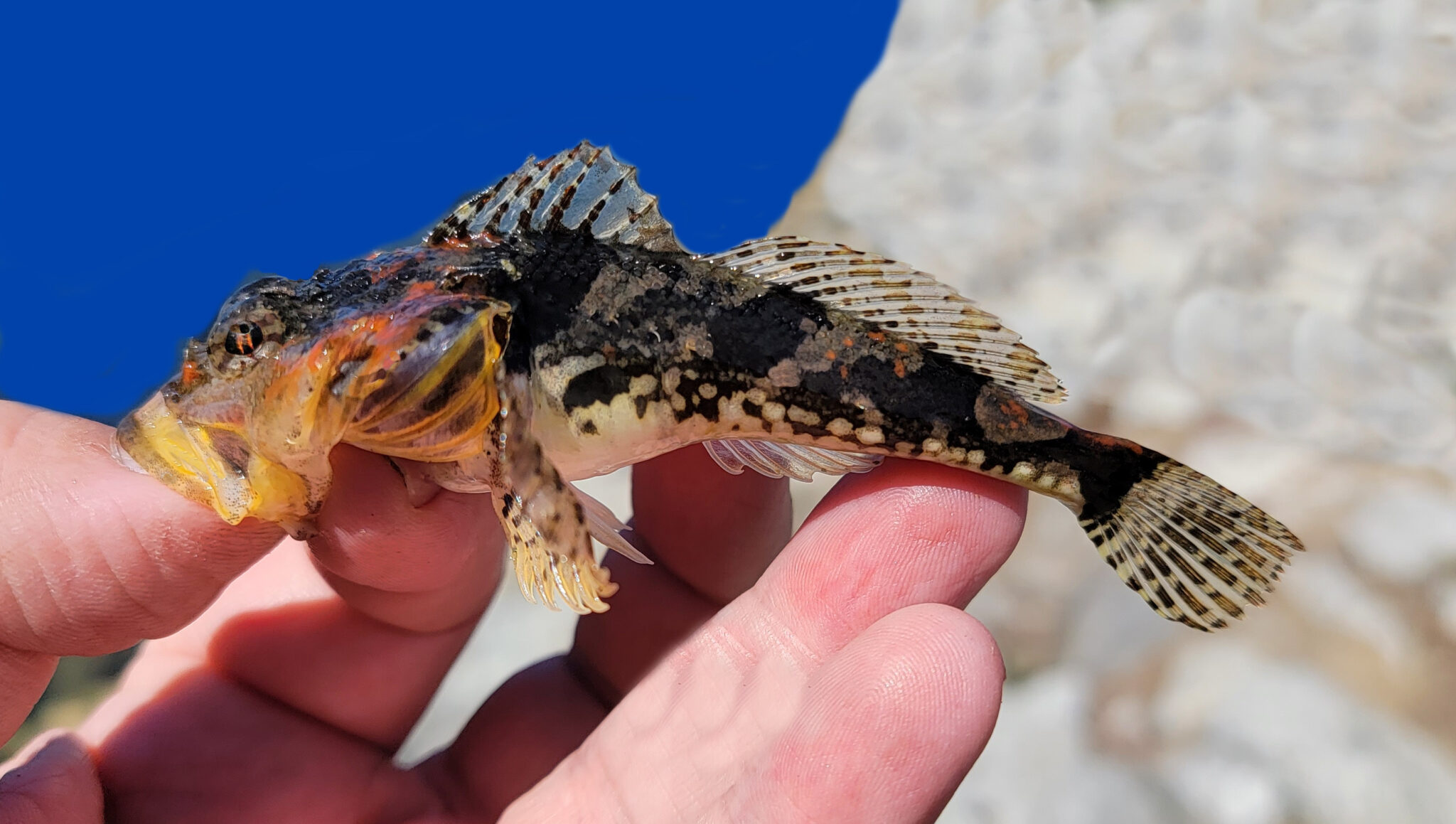 Bonyhead Sculpin | Mexican Fish.com