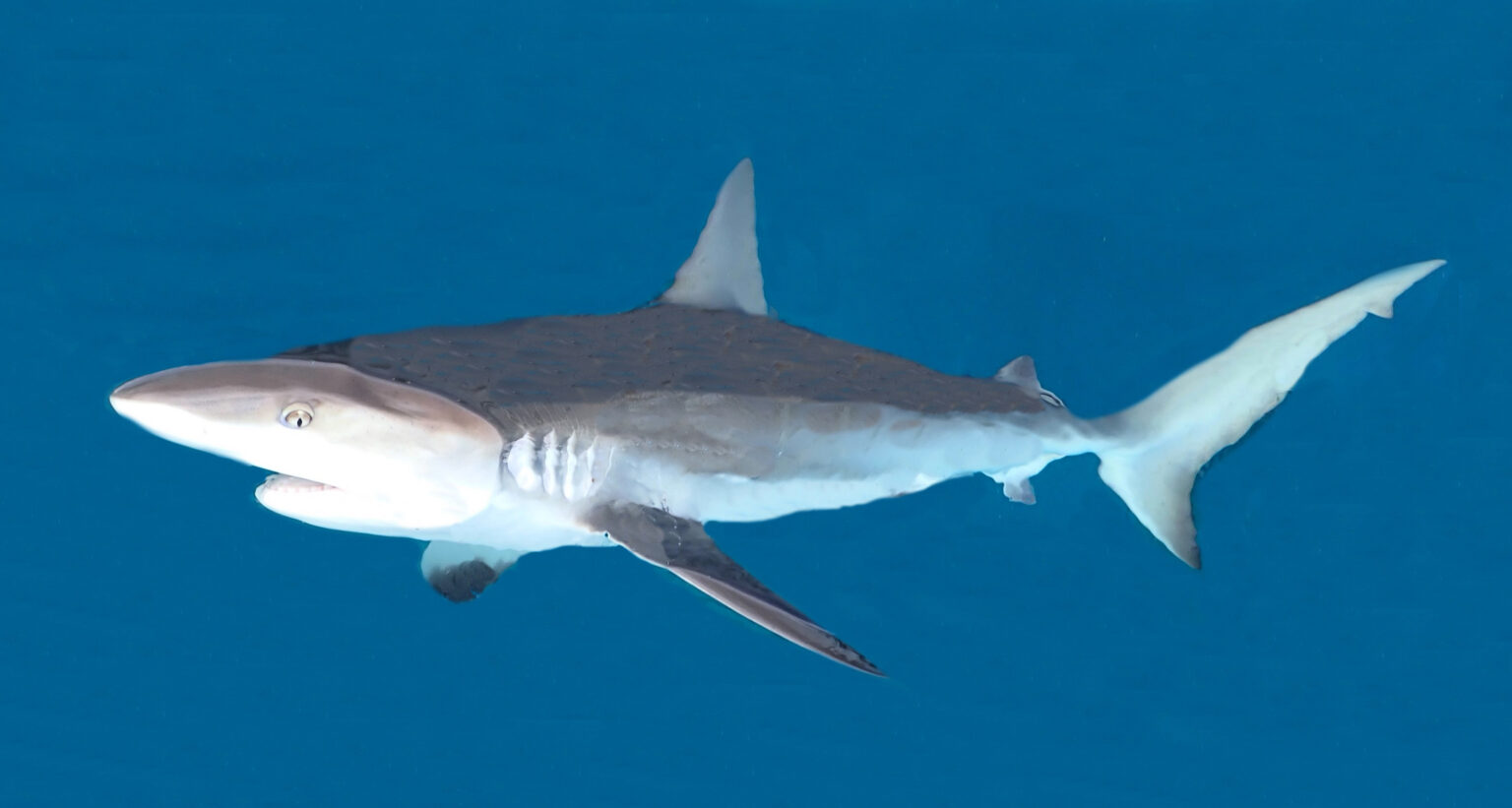 Requiem Shark Family Photographs, and Information – Carcharhinidae ...