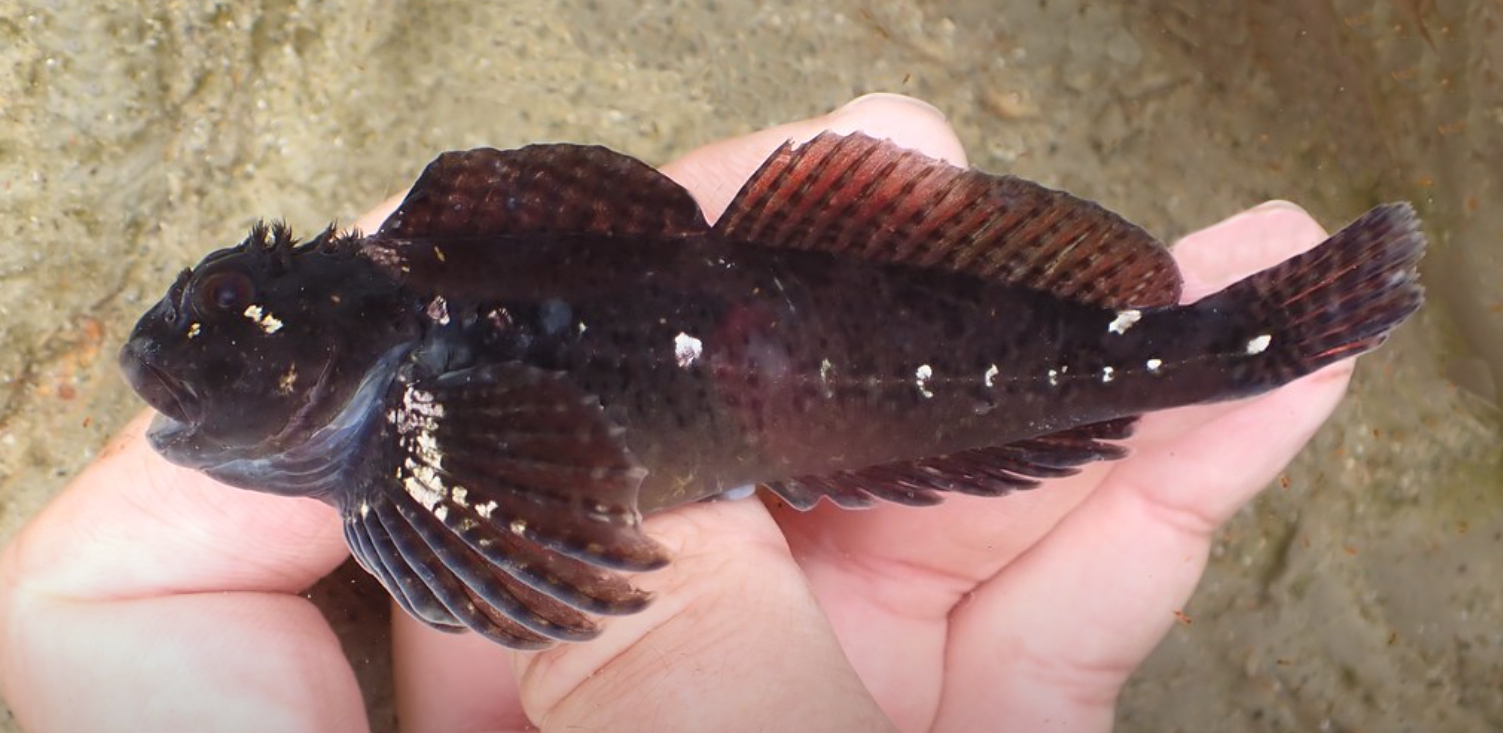 Bald Sculpin | Mexican Fish.com