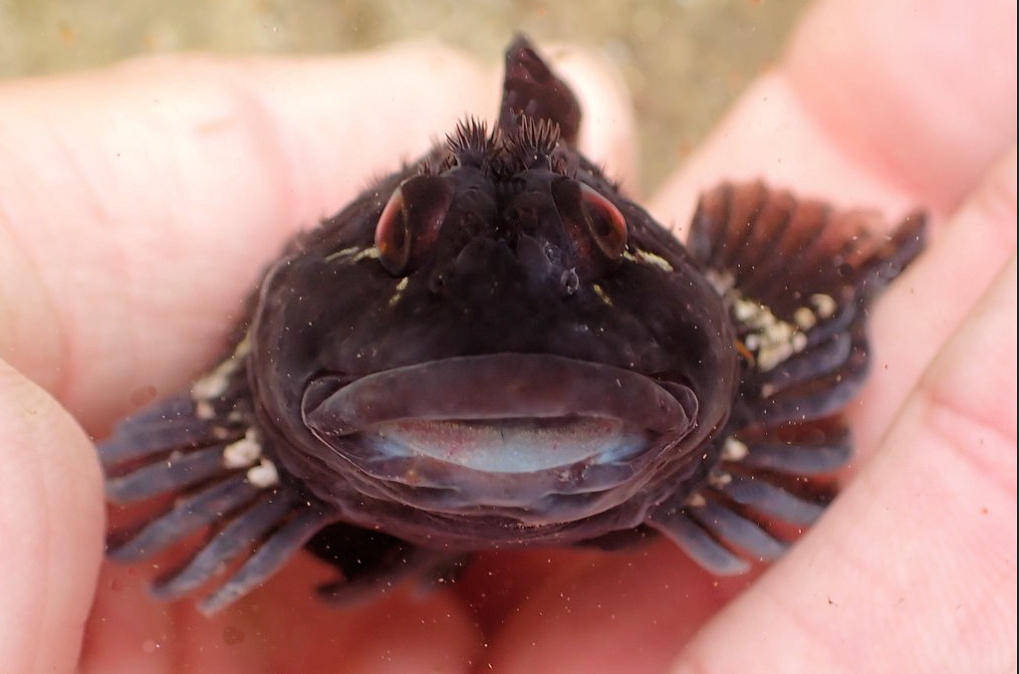 Bald Sculpin | Mexican Fish.com