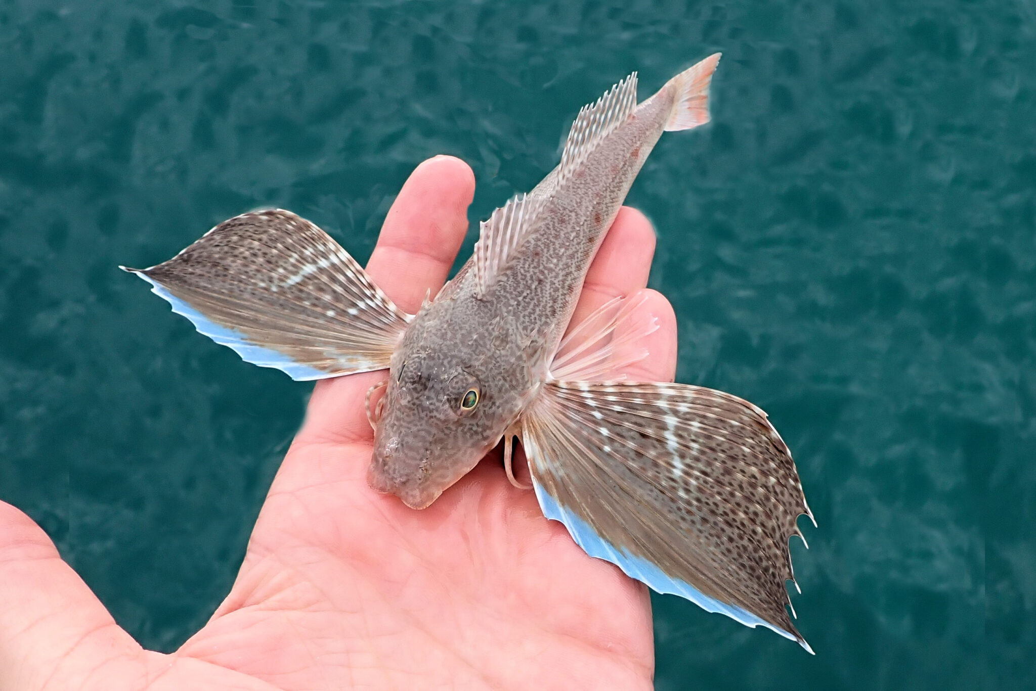 Blackwing Searobin | Mexican Fish.com