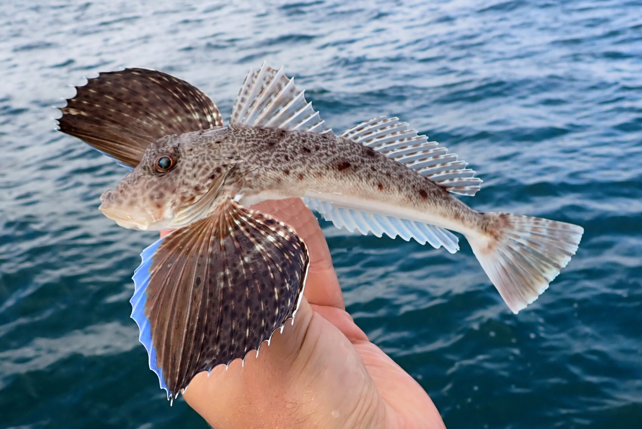 Blackwing Searobin | Mexican Fish.com