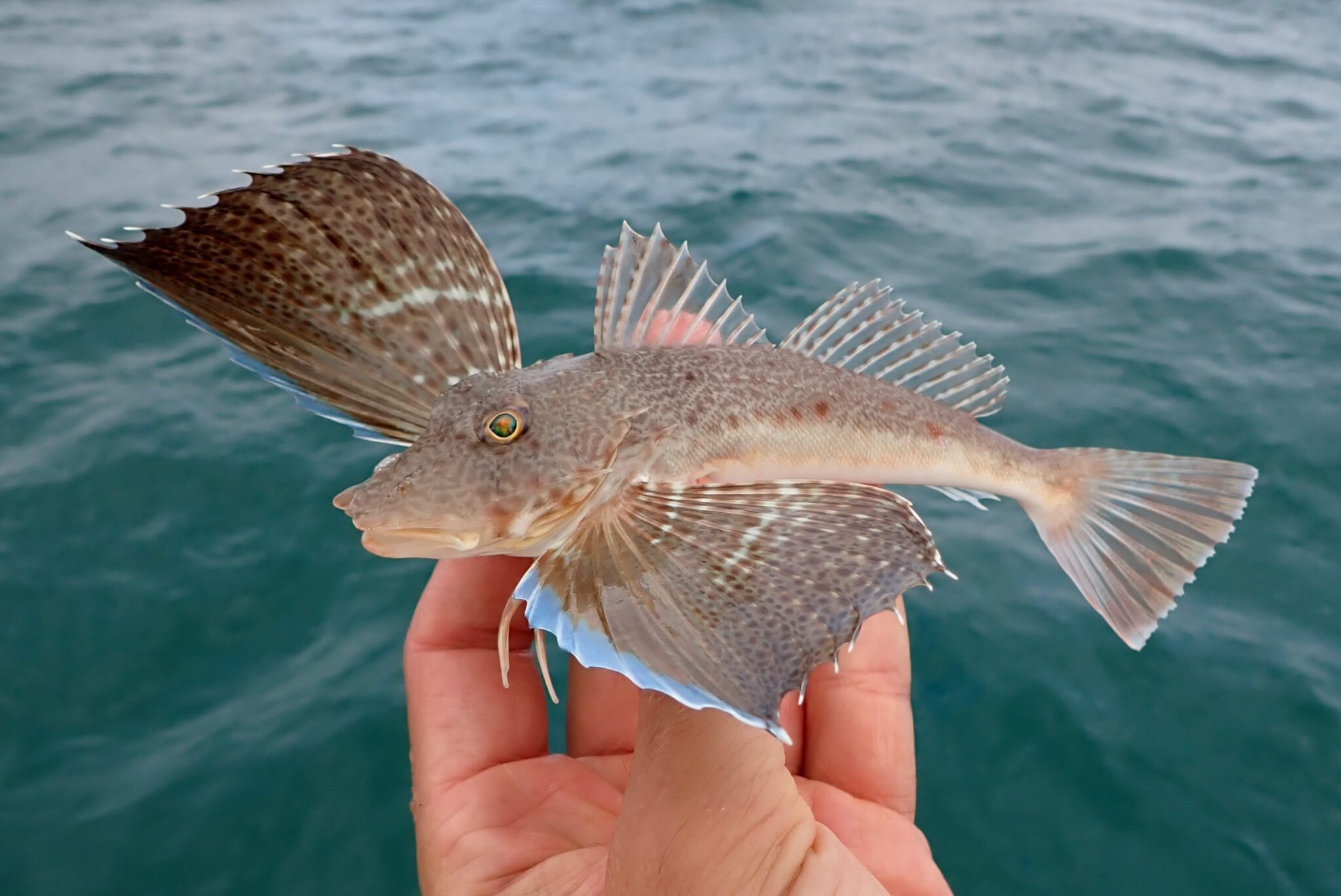 Blackwing Searobin | Mexican Fish.com
