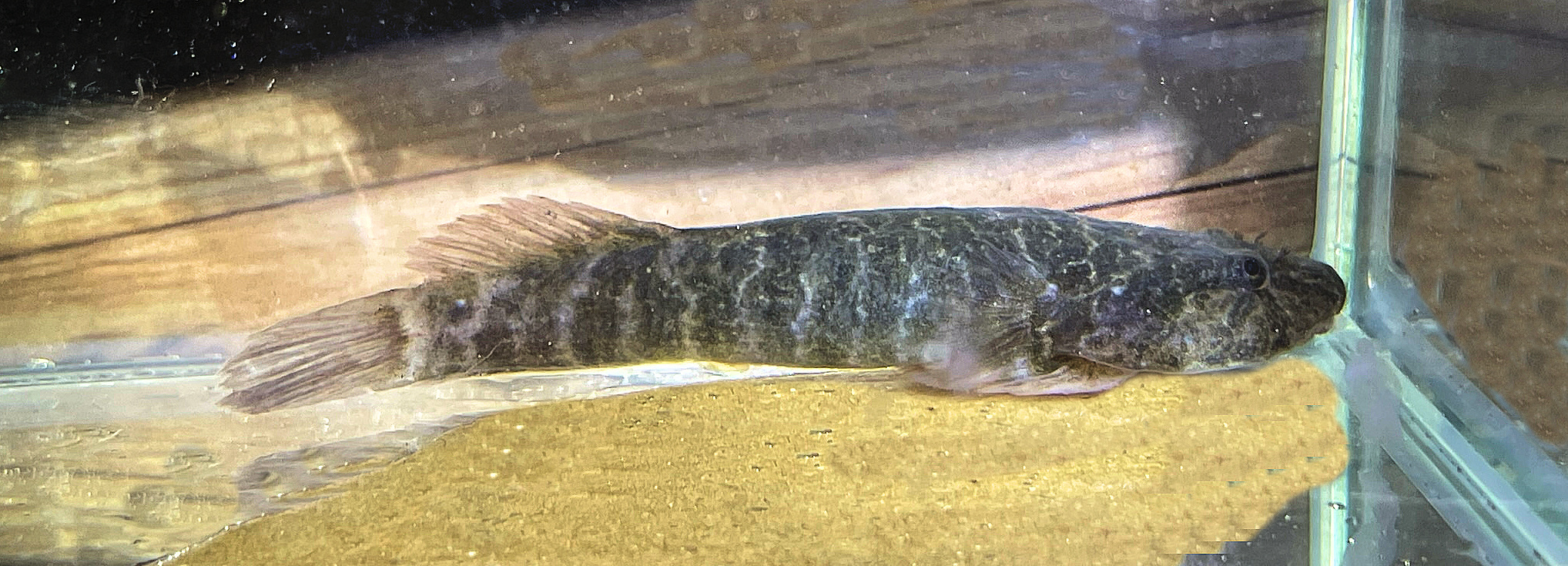 Sonora Clingfish | Mexican Fish.com