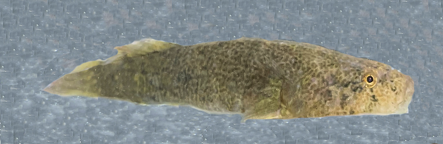 Clingfish Family Photographs, and Information – Gobiesocidae | Mexican ...