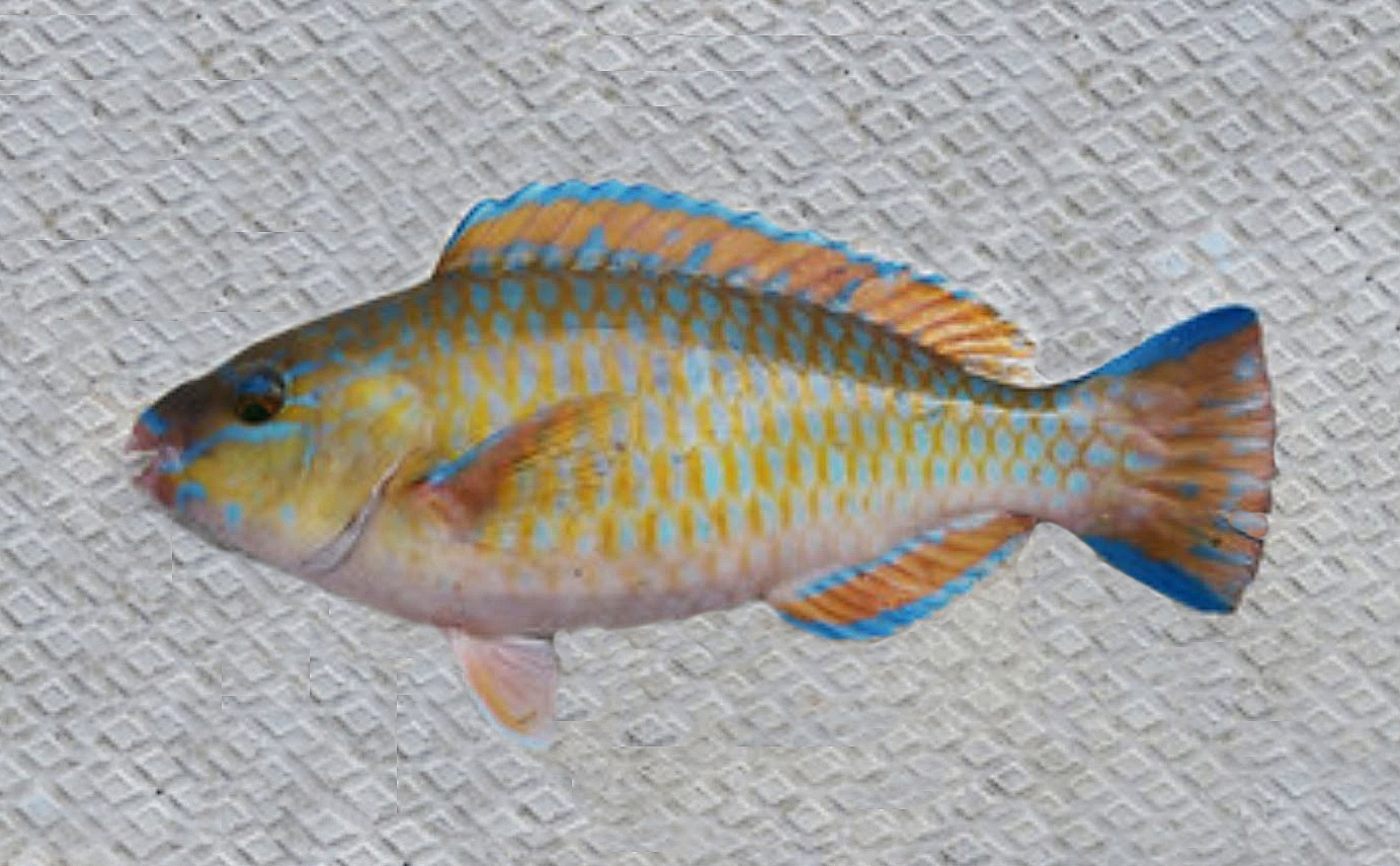 Bluechin Parrotfish | Mexican Fish.com