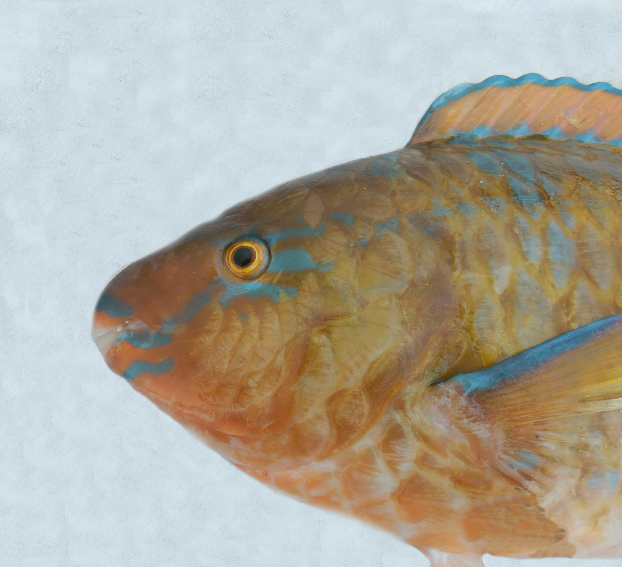 Bluechin Parrotfish | Mexican Fish.com