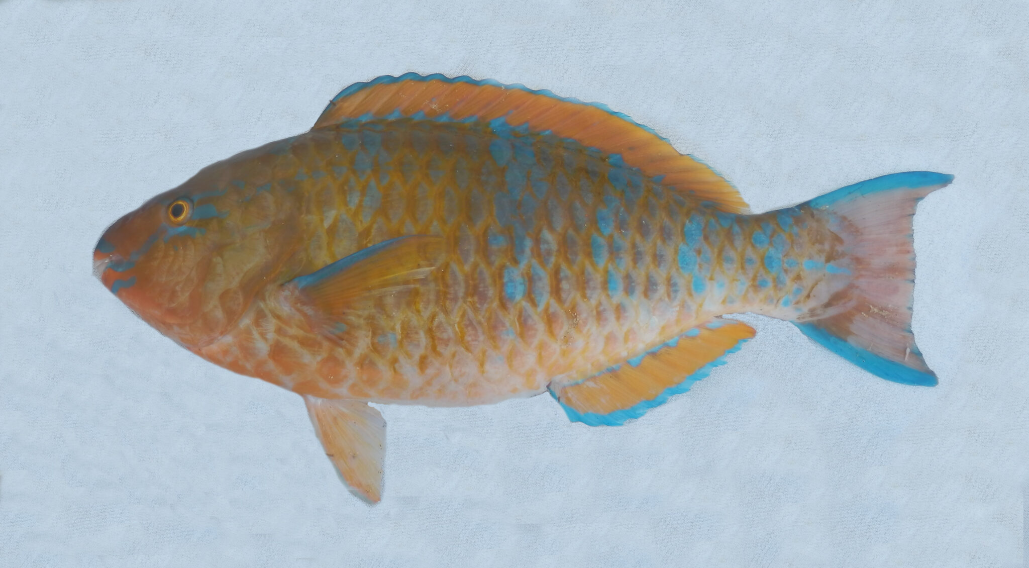 Bluechin Parrotfish | Mexican Fish.com