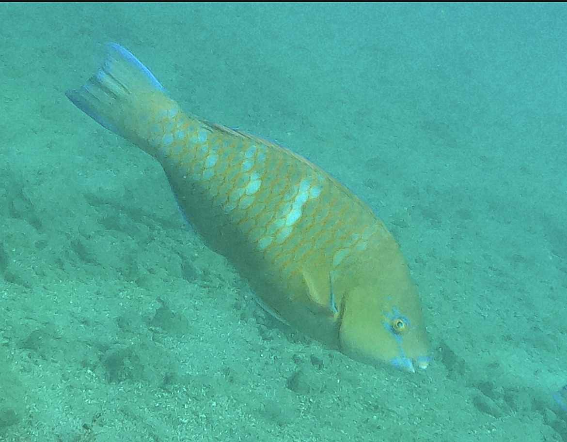 Bluechin Parrotfish | Mexican Fish.com