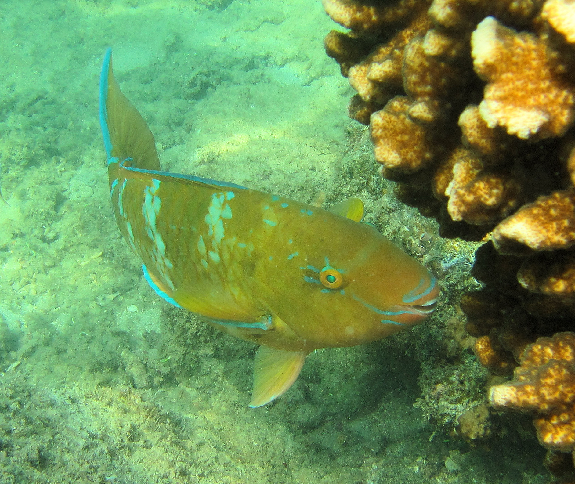 Bluechin Parrotfish | Mexican Fish.com