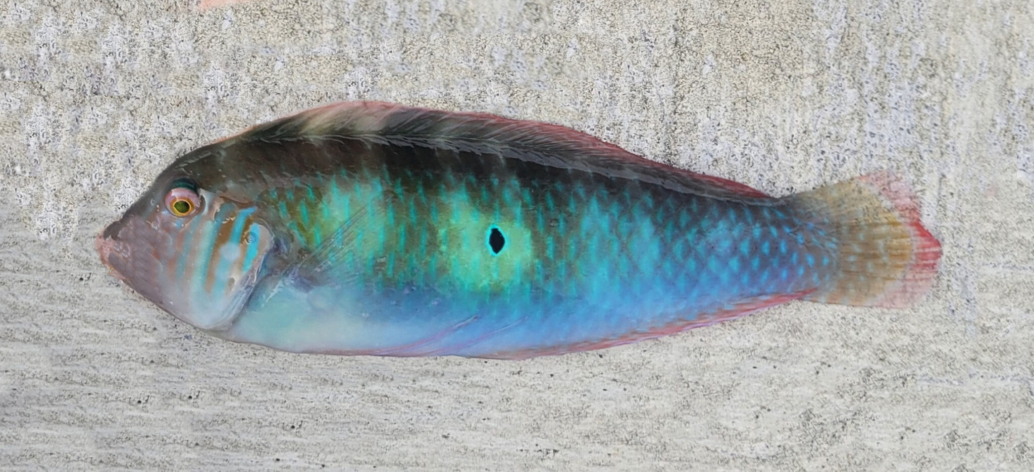 Green Razorfish | Mexican Fish.com