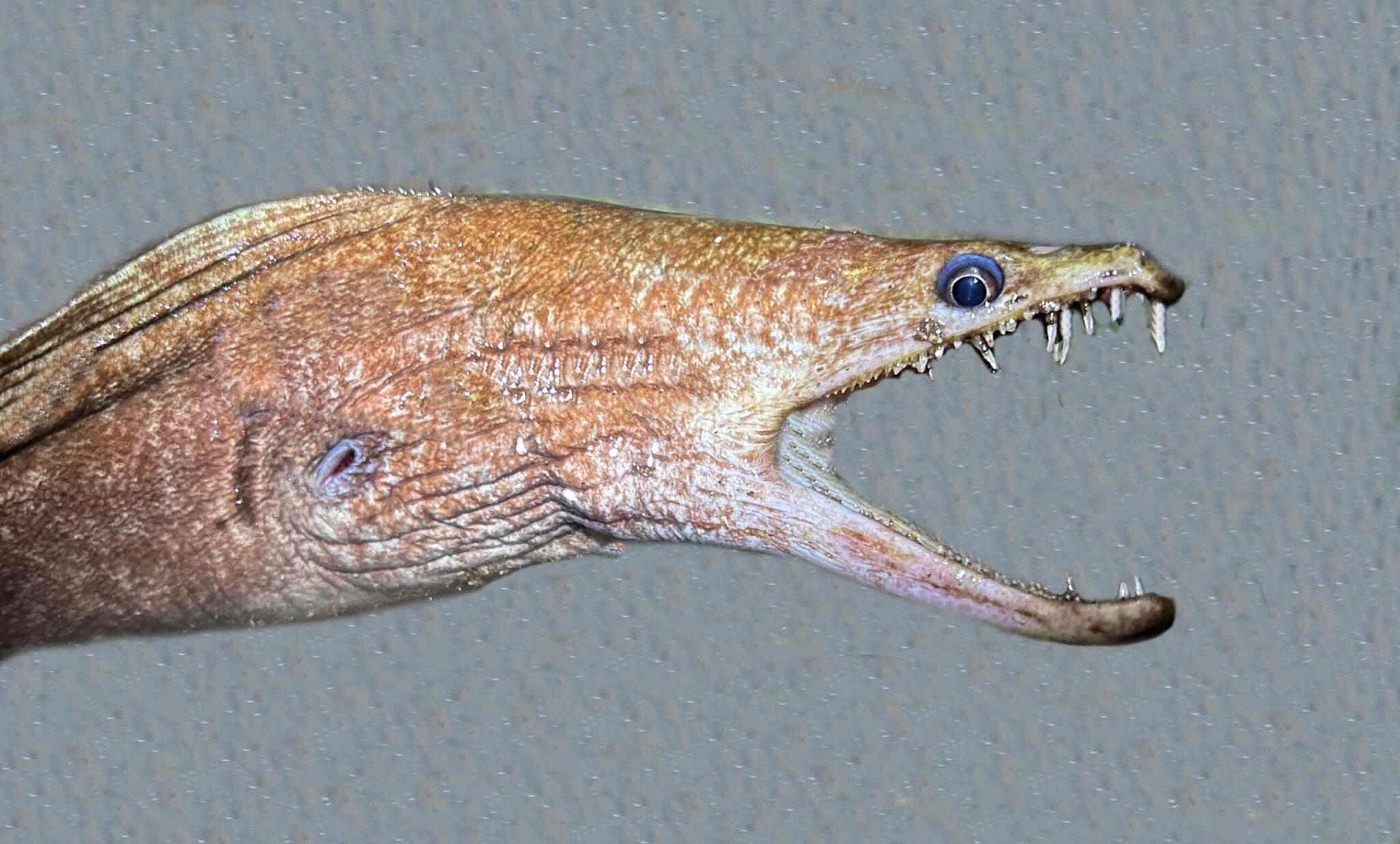 Moray Family Photographs, and Information – Muraenidae | Mexican Fish.com