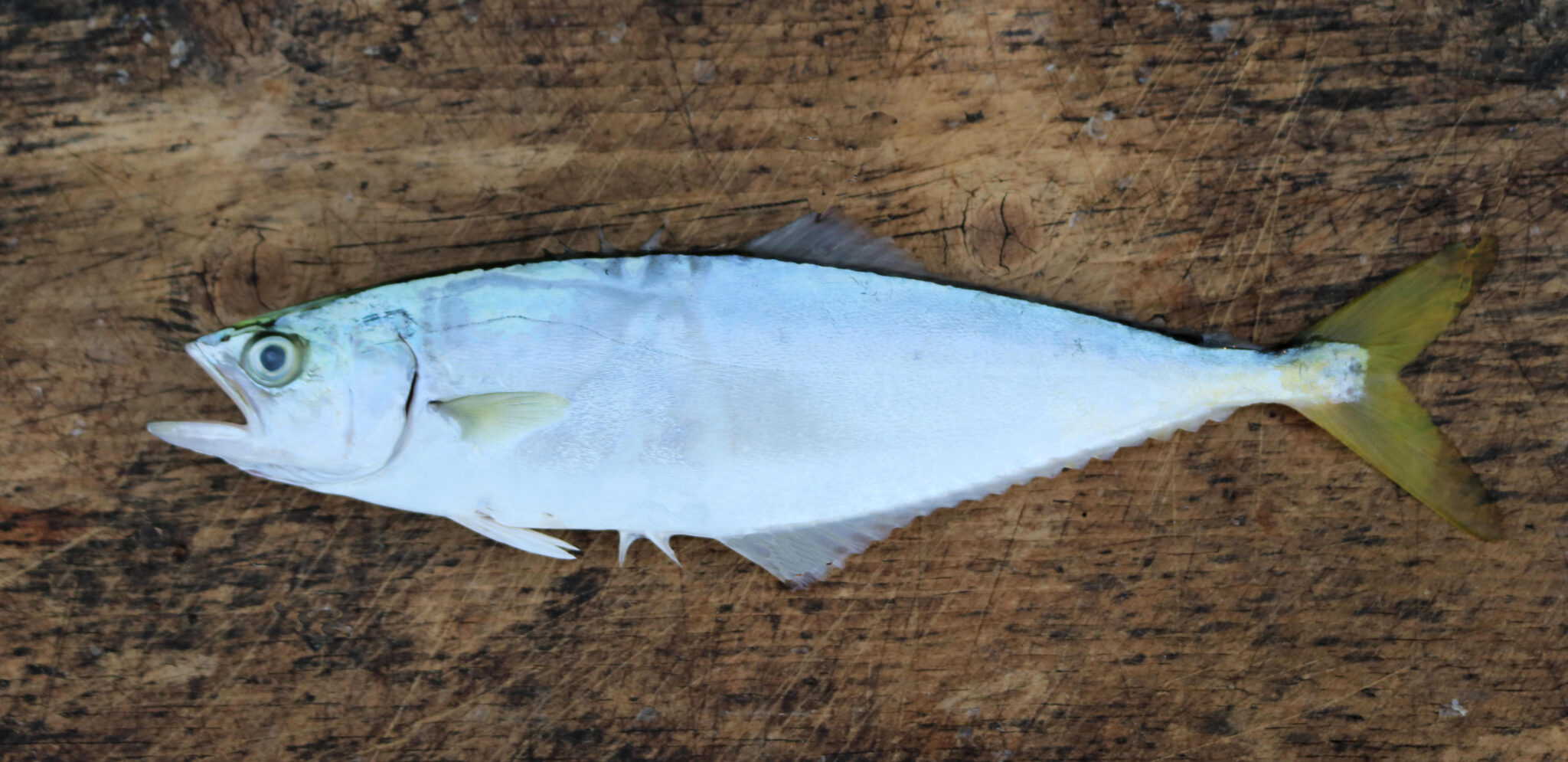 Yellowtail Leatherjack | Mexican Fish.com