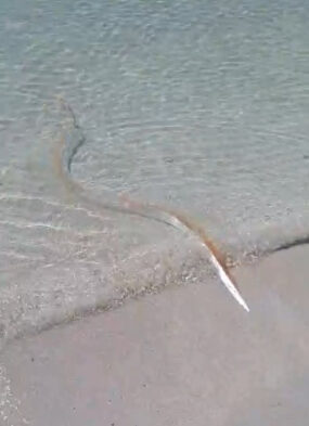 Oarfish | Mexican Fish.com