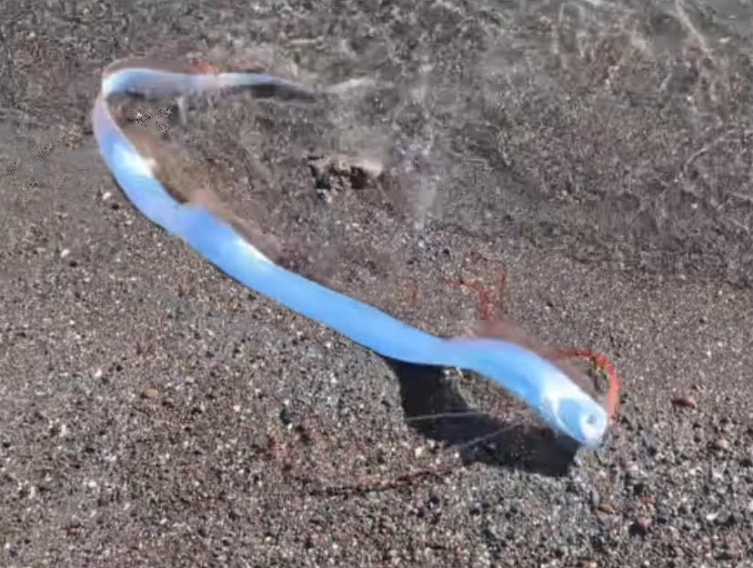 Oarfish | Mexican Fish.com